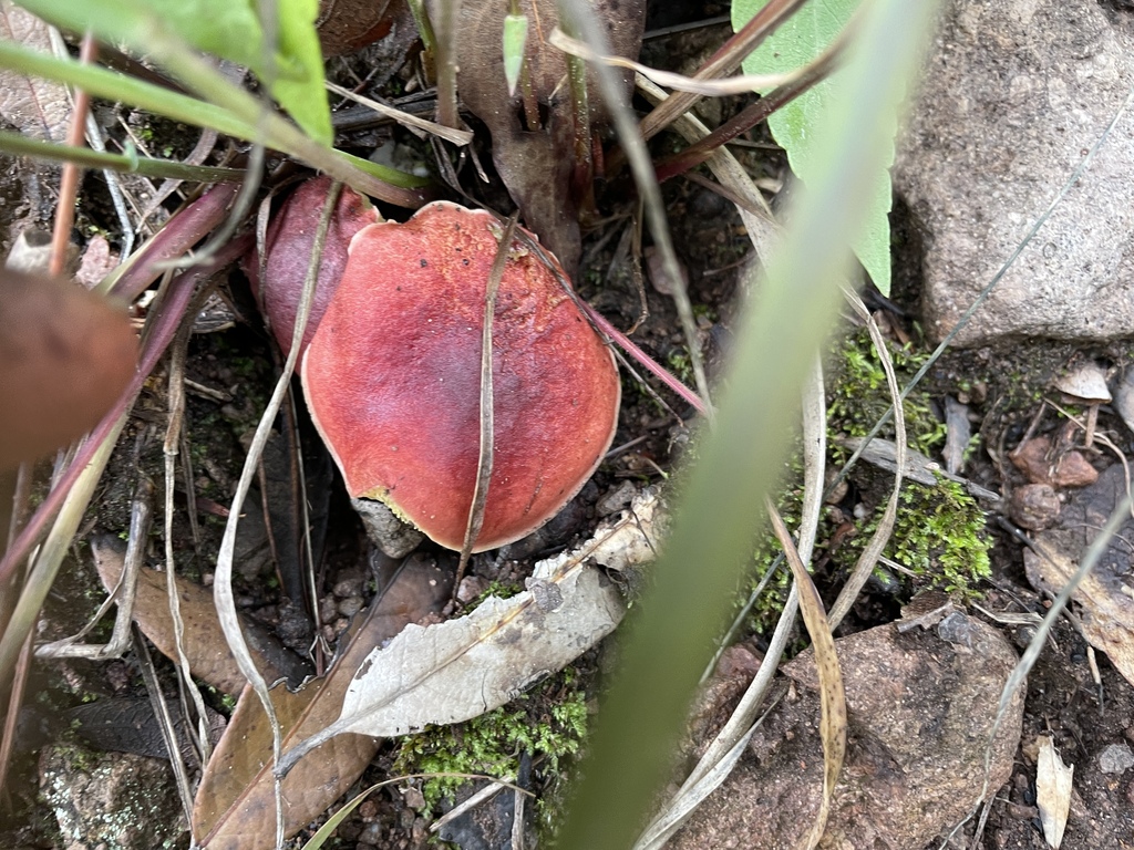 Hortiboletus flavorubellus in August 2022 by Jonathan Frank ...