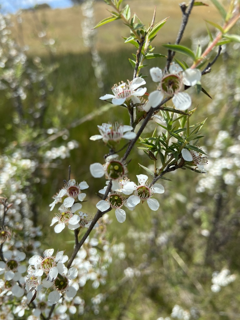 prickly tea-tree in December 2022 by deborahmc · iNaturalist