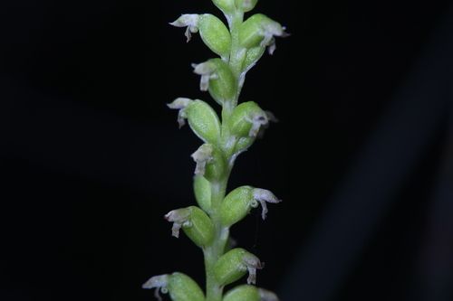 Microtis quadrata · iNaturalist