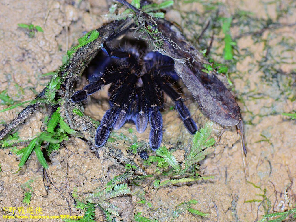Asia-Pacific Tarantulas from 馬來西亞砂拉越卢博安图 on April 19, 2015 at 09:06 PM ...