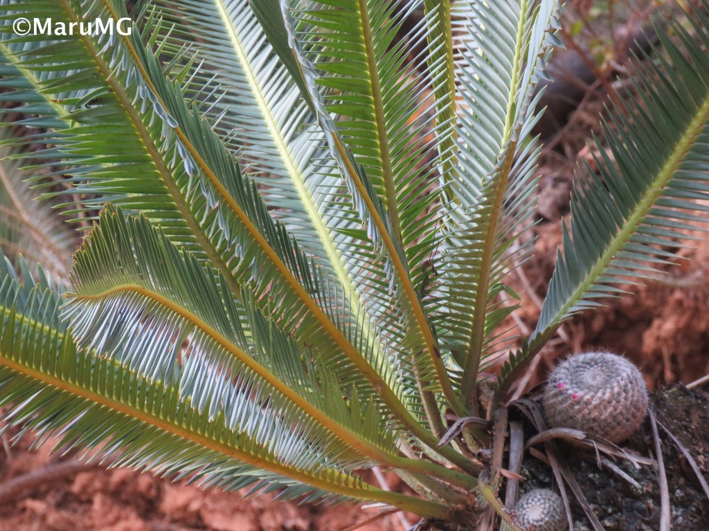 Chestnut Dioon in November 2022 by María Eugenia Mendiola González ...