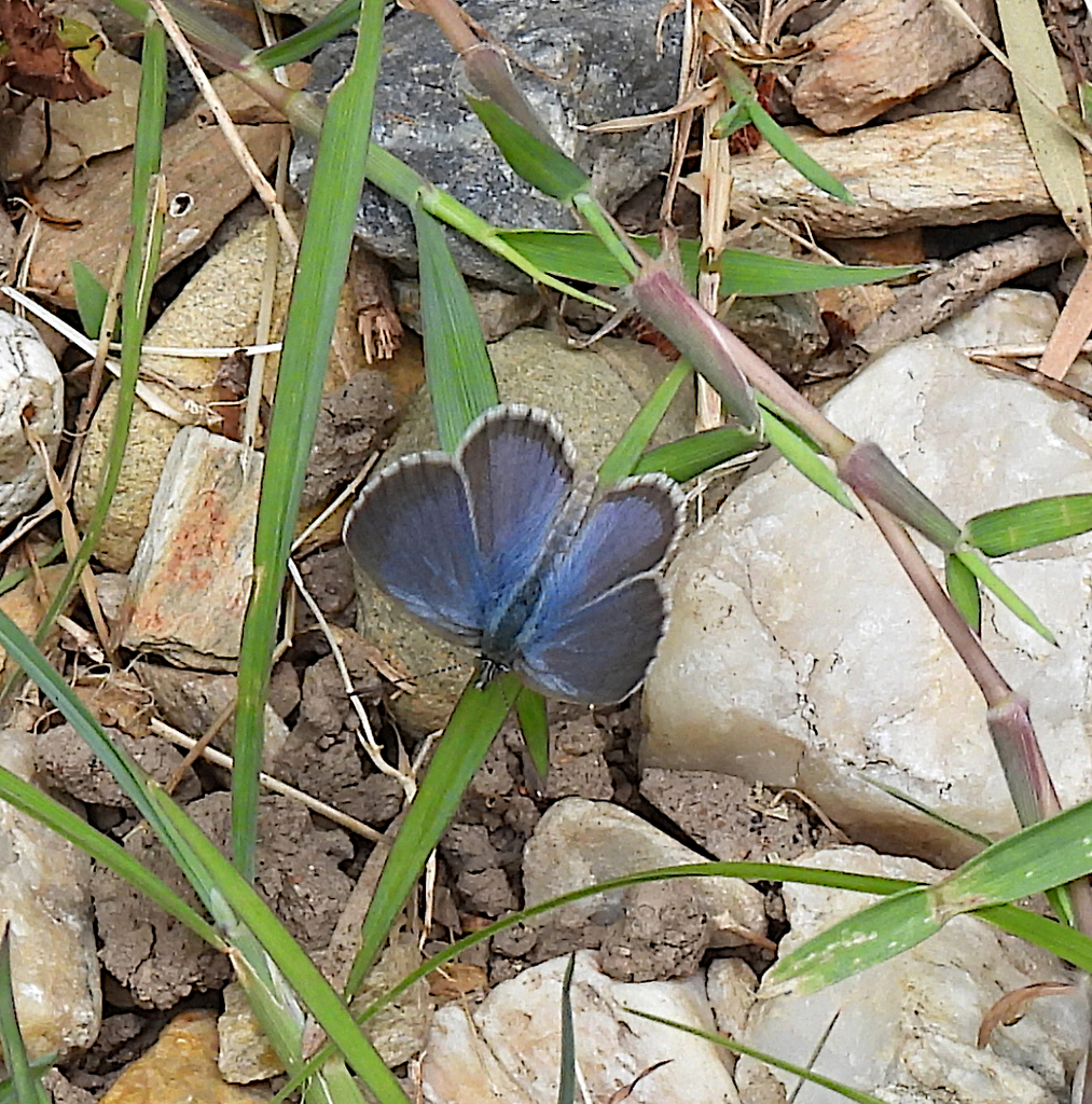 Lesser Grass Blue from Blackwood Drive, Arana Hills, Brisbane QLD ...