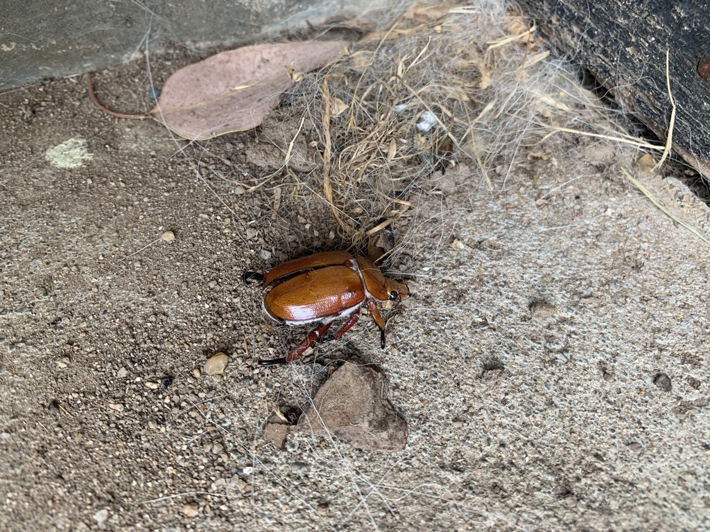 Anoplognathus montanus from Cook St, Benalla, VIC, AU on December 30 ...