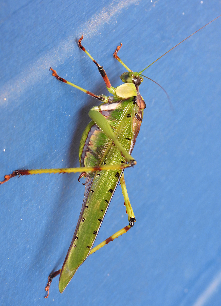 32-spotted Katydid in March 2022 by cirolana · iNaturalist