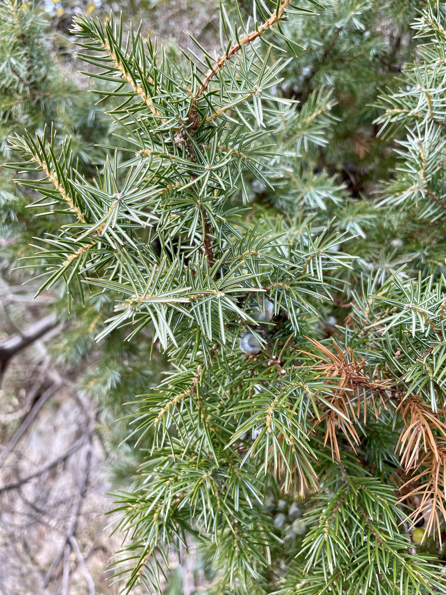 Juniperus rigida Siebold & Zucc.