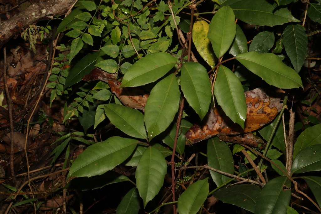 Native Grape from Kenilworth QLD 4574, Australia on December 30, 2022 ...