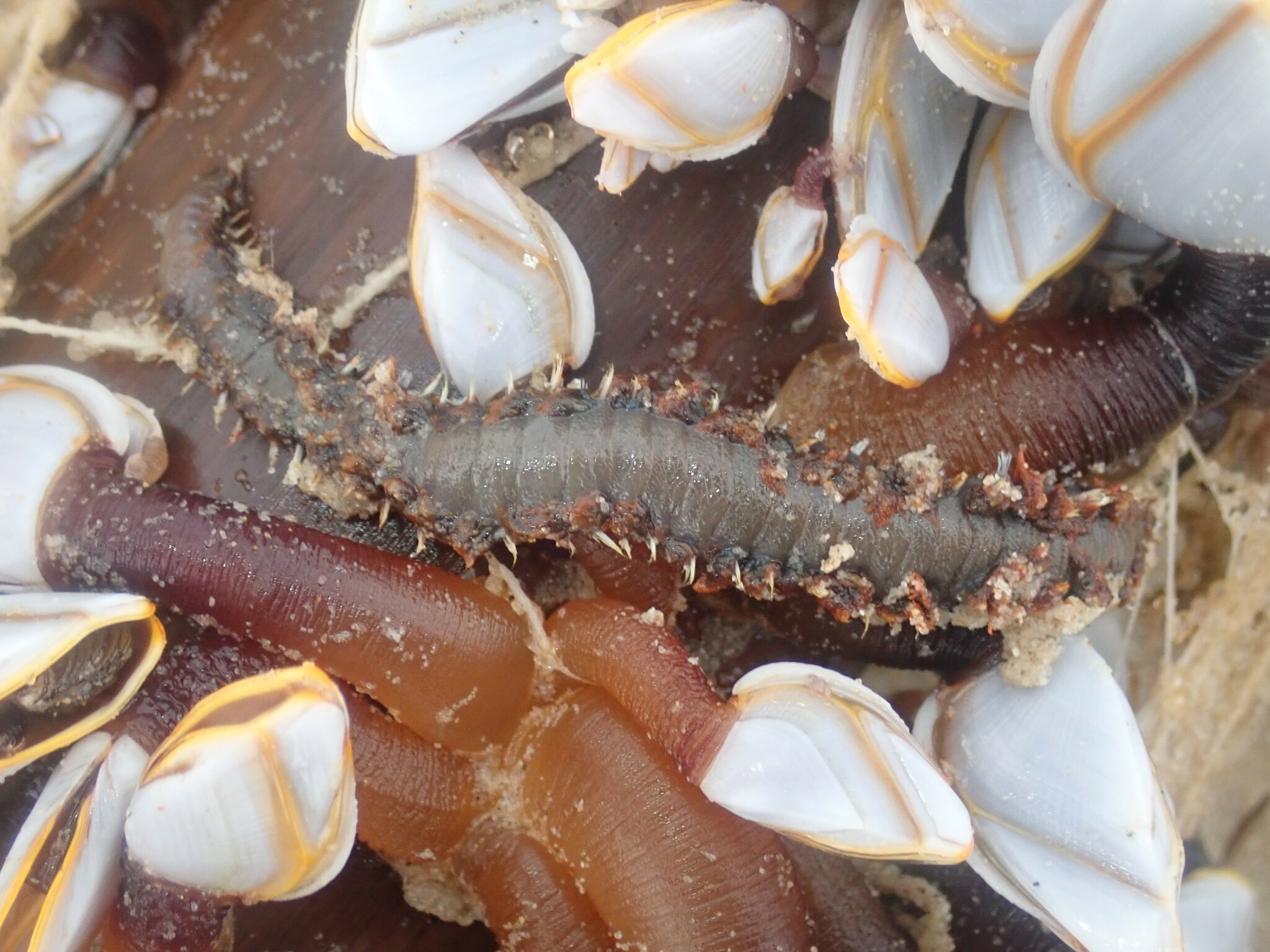 Invert-E-Base Portal Detailed Collection Record Information