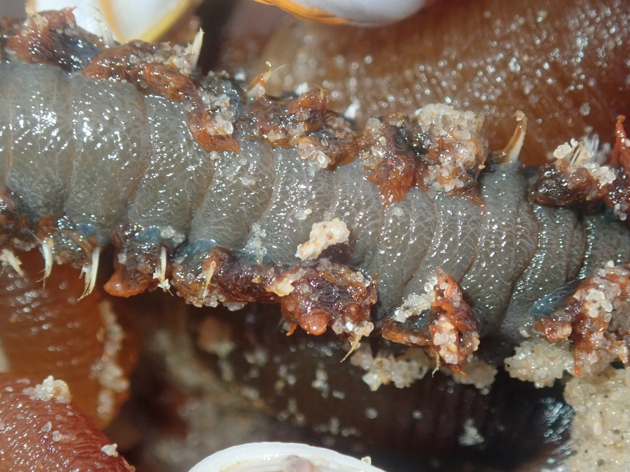 Invert-E-Base Portal Detailed Collection Record Information