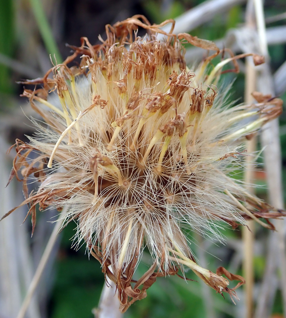 (Celmisia major major) - Botanical Realm
