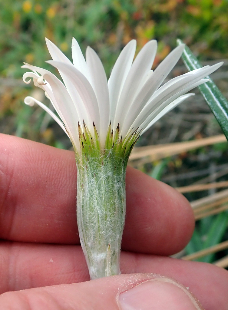 (Celmisia major major) - Botanical Realm