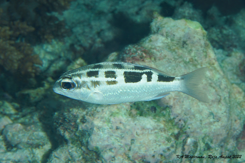 Lined Monocle Bream (Scolopsis lineata) - Marine Life Identification