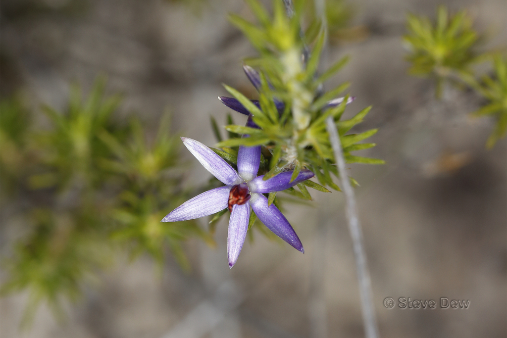 Calectasia hispida from Eneabba WA 6518, Australia on October 7, 2022 ...