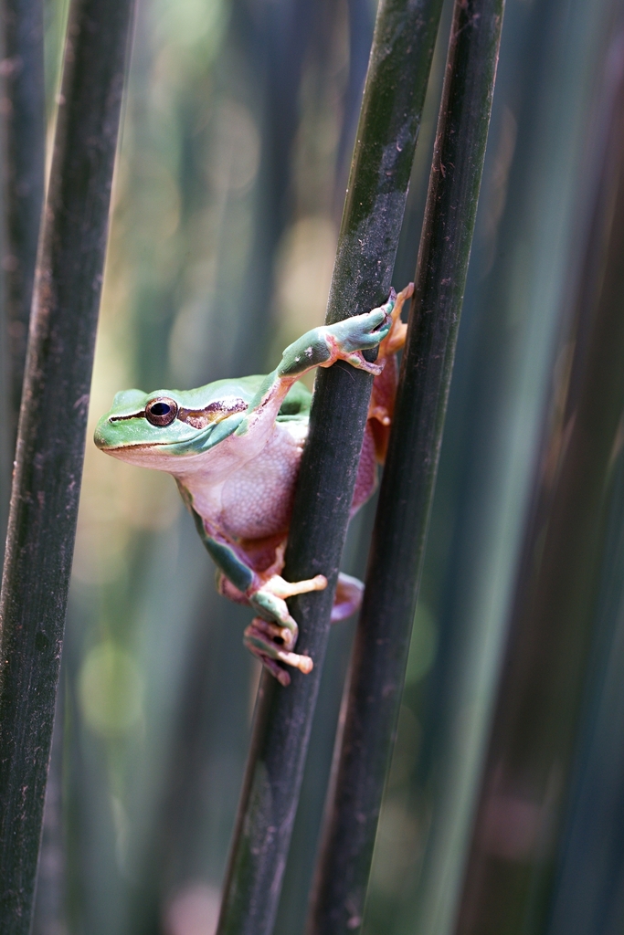 Mediterranean Tree Frog from Sidi Ifni, Maroko on May 06, 2017 at 12:39 ...
