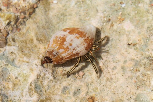 Clibanarius signatus · iNaturalist