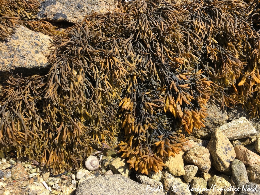 Channelled Wrack from Finistère, Bretagne, FR on August 18, 2019 at 01: ...