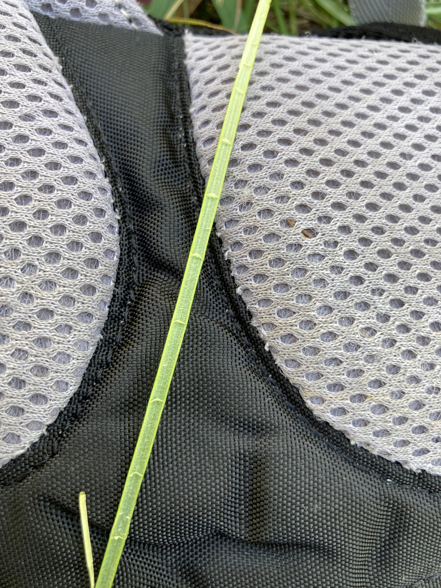 Juncus holoschoenus R.Br.