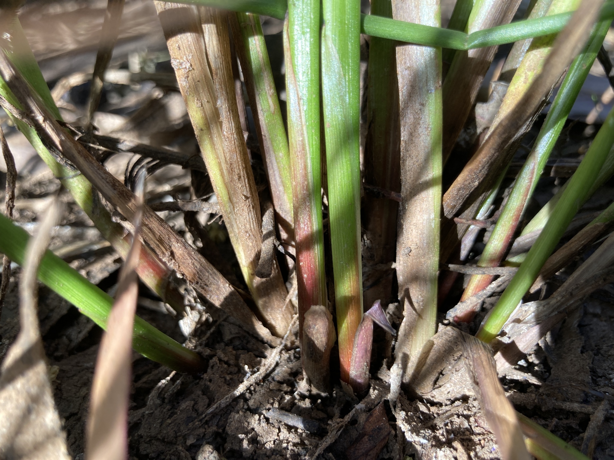 Juncus holoschoenus R.Br.