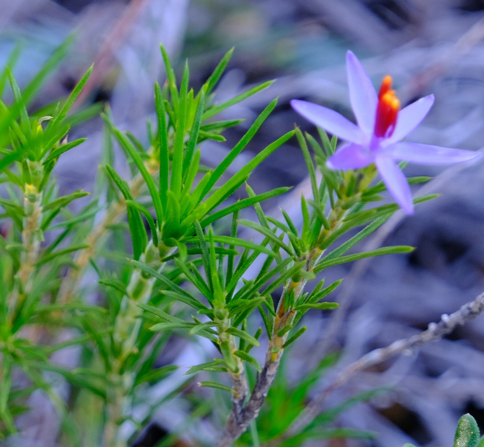 Calectasia narragara R.L.Barrett & K.W.Dixon