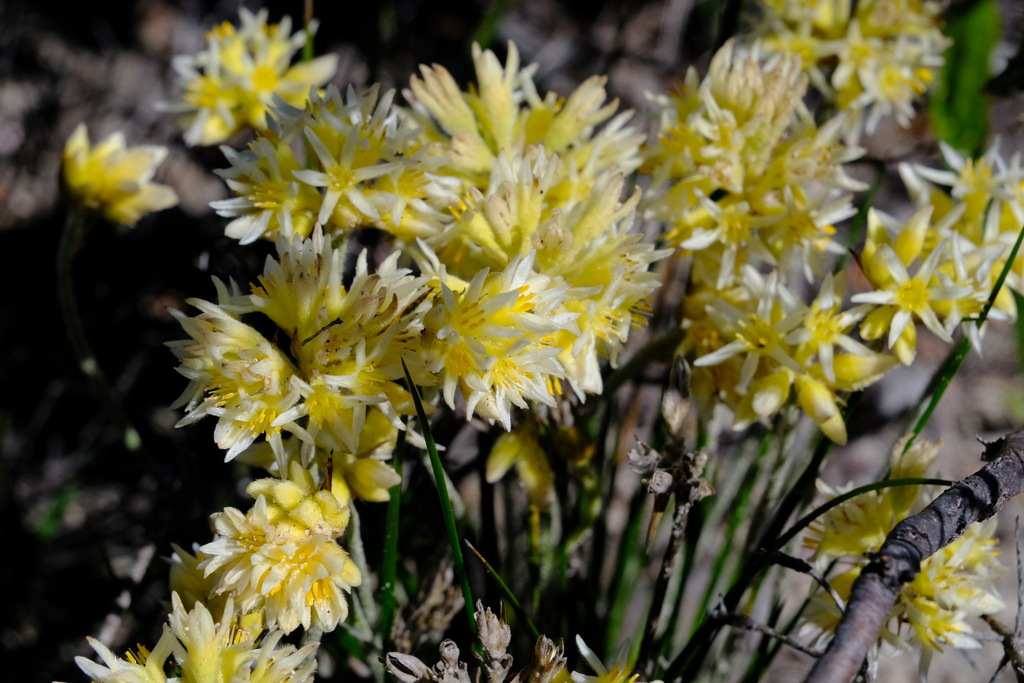 Conostylis canteriata in July 2022 by Peter Crowcroft · iNaturalist