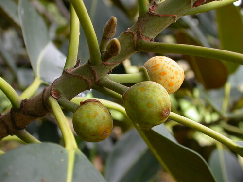forma Ficus macrophylla columnaris · iNaturalist Ecuador