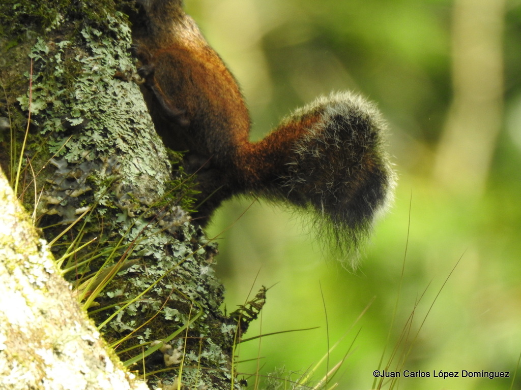 Deppe's Squirrel from Zapotitlán de Méndez, Puebla, Mexico on November ...