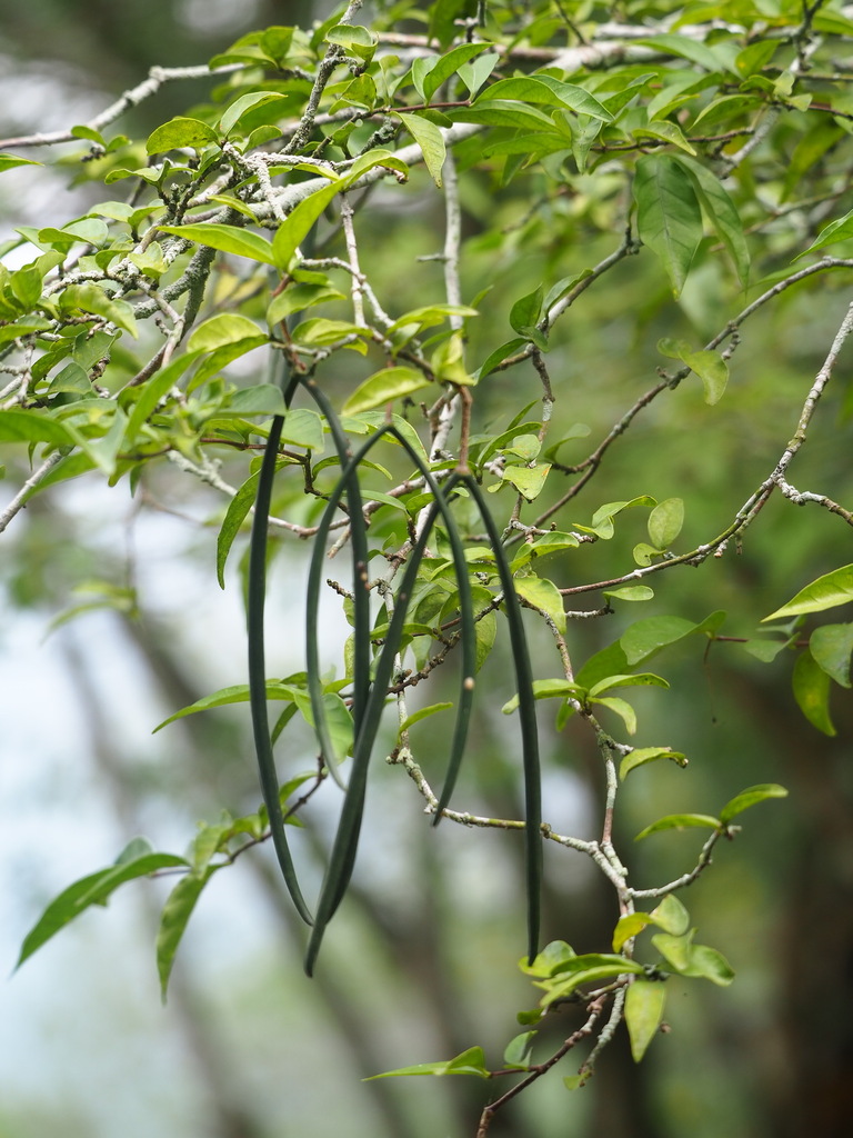 Water jasmine (Wrightia religiosa) - Botanical Realm