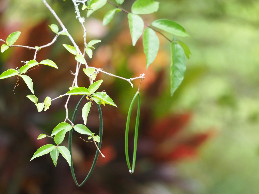 Water jasmine (Wrightia religiosa) - Botanical Realm