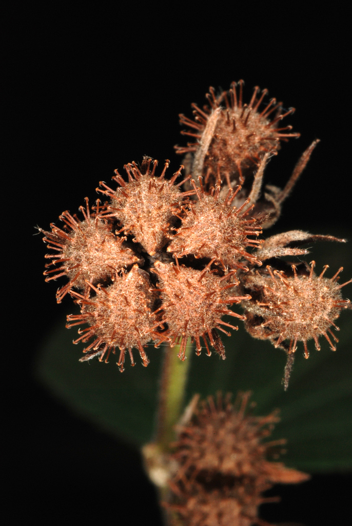 Caesar weed from Palm Bay, FL, USA on January 7, 2014 at 12:25 PM by ...