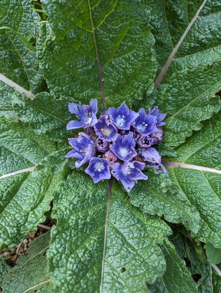 mandrakes from Charaki 851 02, Greece on December 30, 2022 at 12:07 PM ...