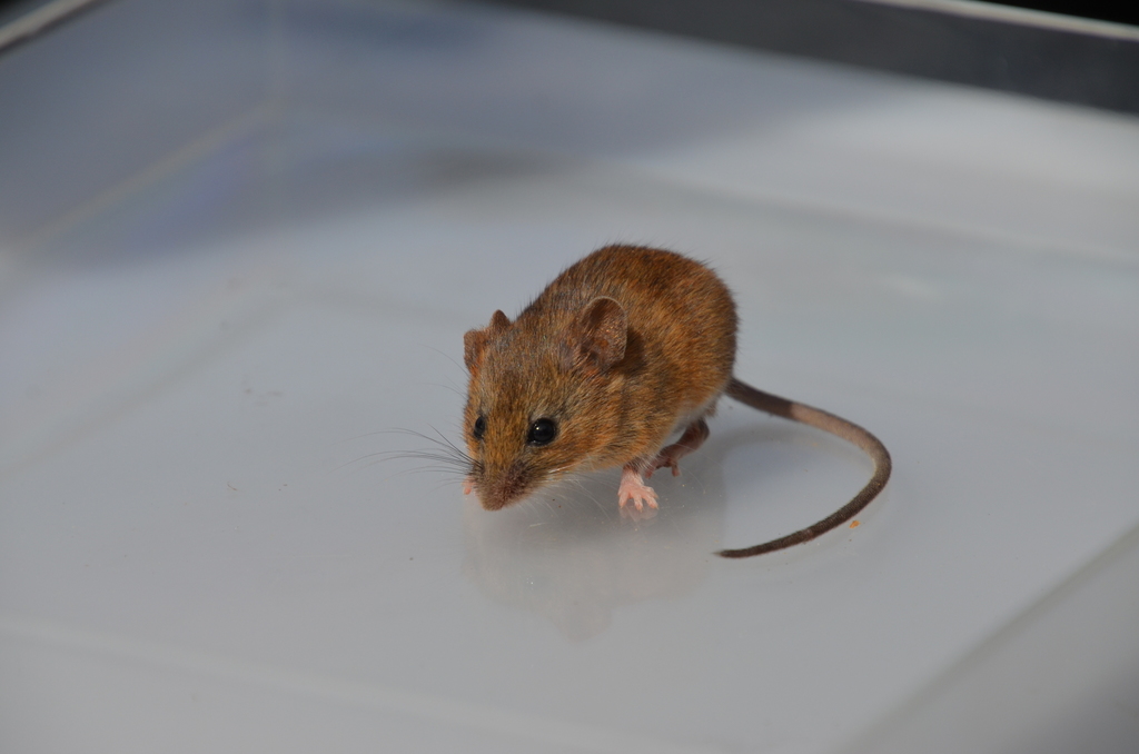Northern Baja Deer Mouse from Pt Loma Naval Base on October 1, 2015 at ...