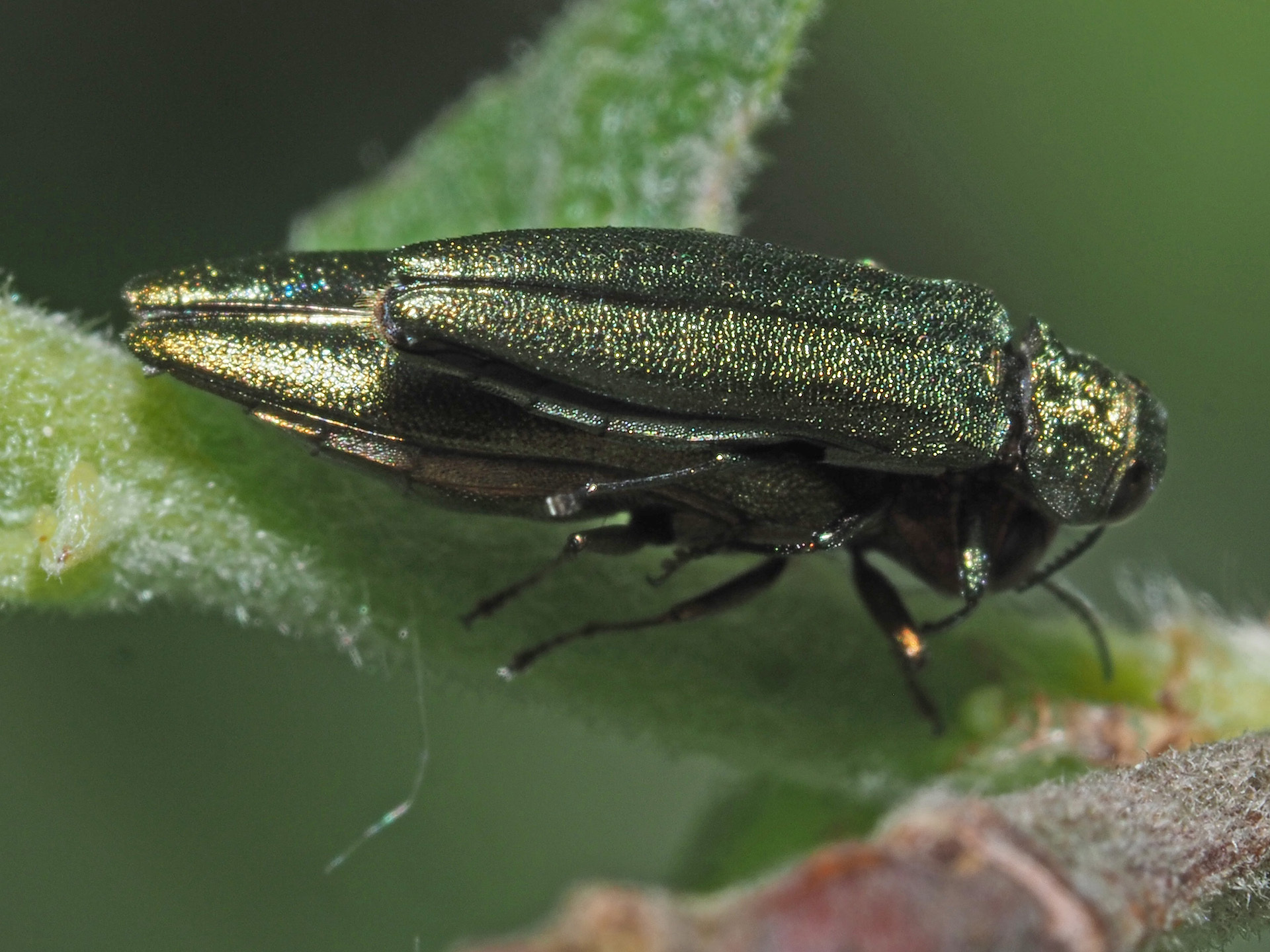 Agrilus viridis (Linnaeus, 1758)