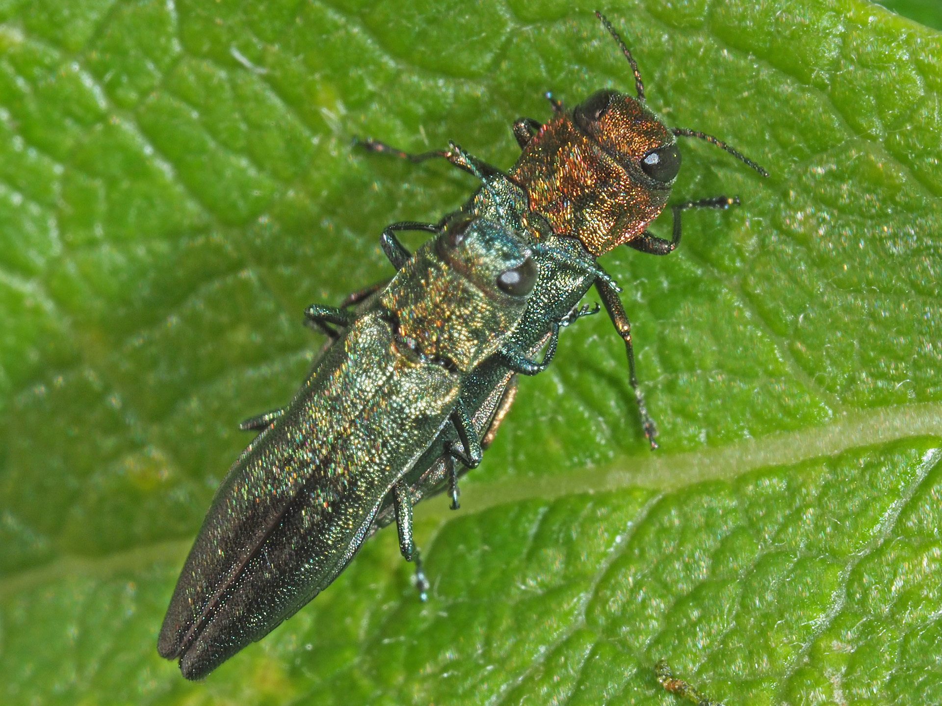Agrilus viridis (Linnaeus, 1758)