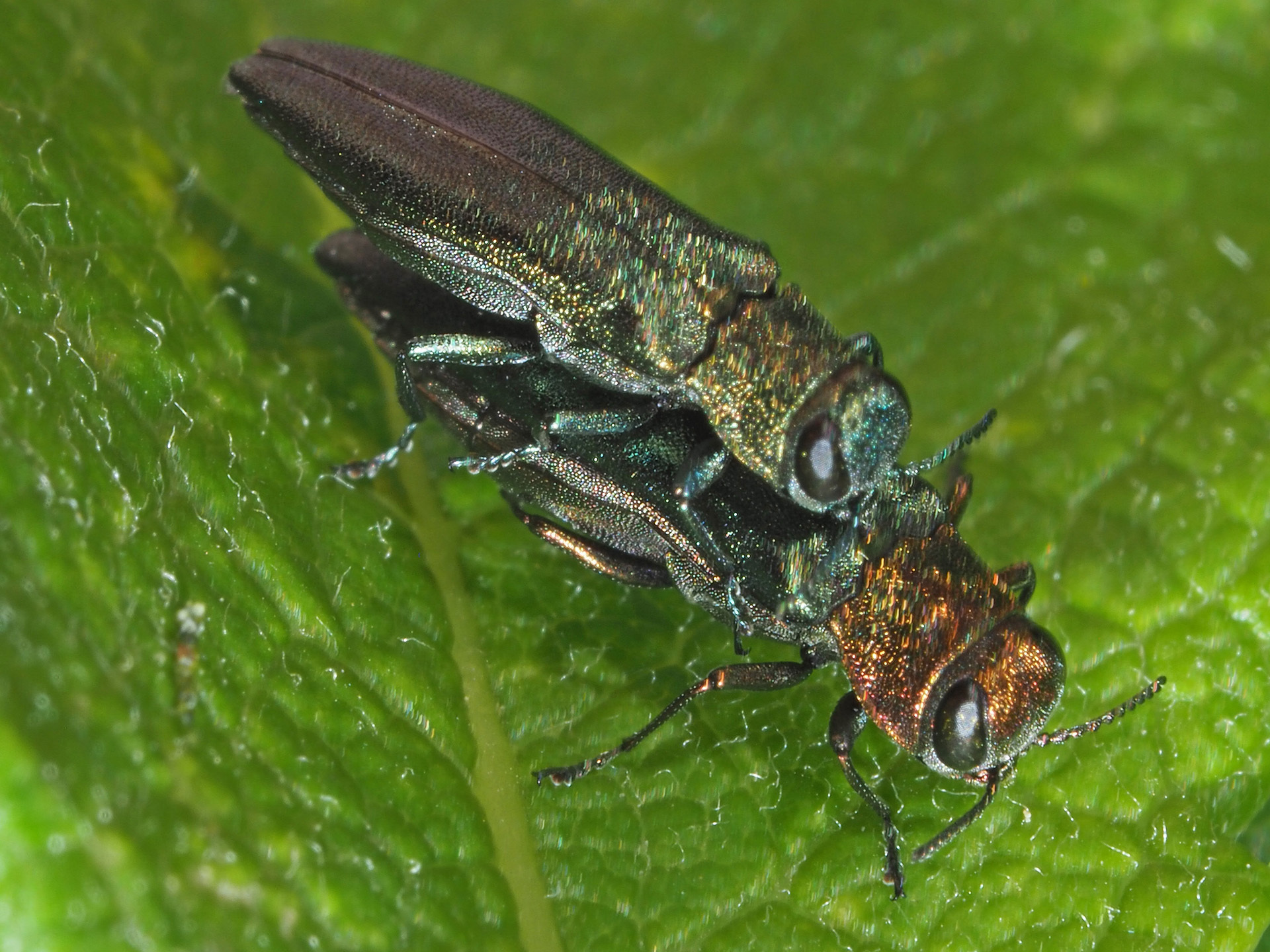 Agrilus viridis (Linnaeus, 1758)