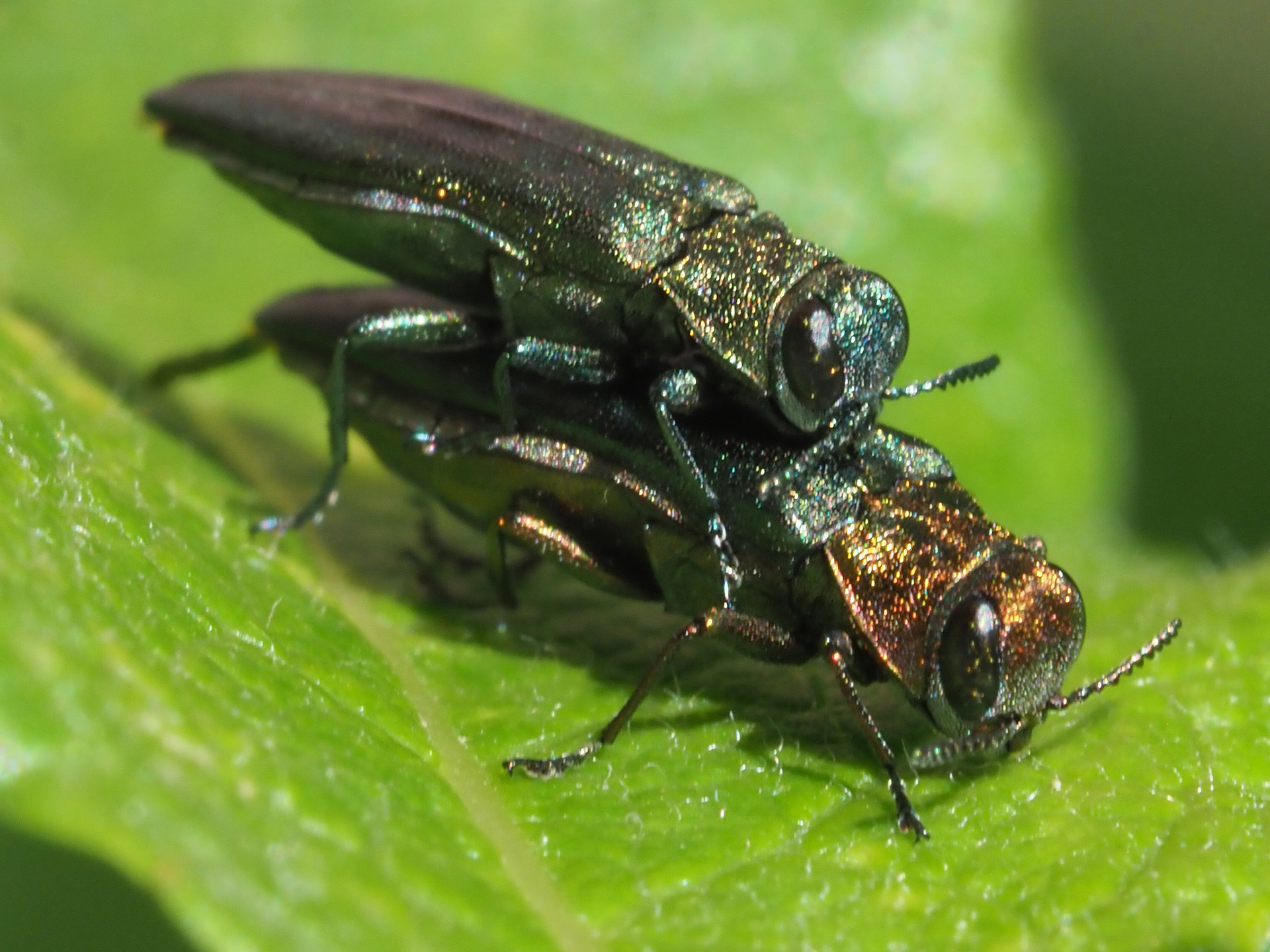 Agrilus viridis (Linnaeus, 1758)