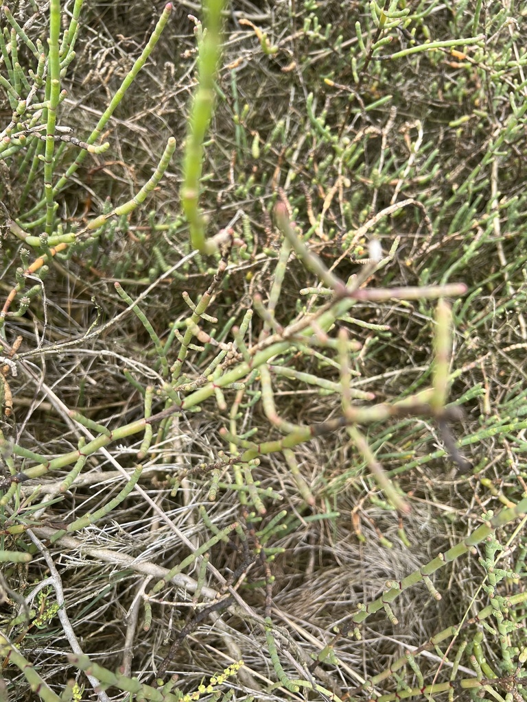 Beaded Samphire from Eli Waters, QLD, AU on December 30, 2022 at 08:20 ...