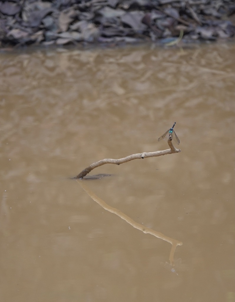 Black Dasher from Rupununi Road (White Sand Forest), Potaro-Siparuni ...