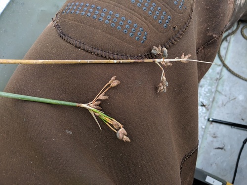 hardstem bulrush (ADIRONDACK RESEARCH GUIDEBOOK) · iNaturalist