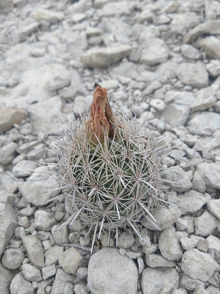 Rhinoceros Cactus in July 2018 by waldo_jeffers · iNaturalist