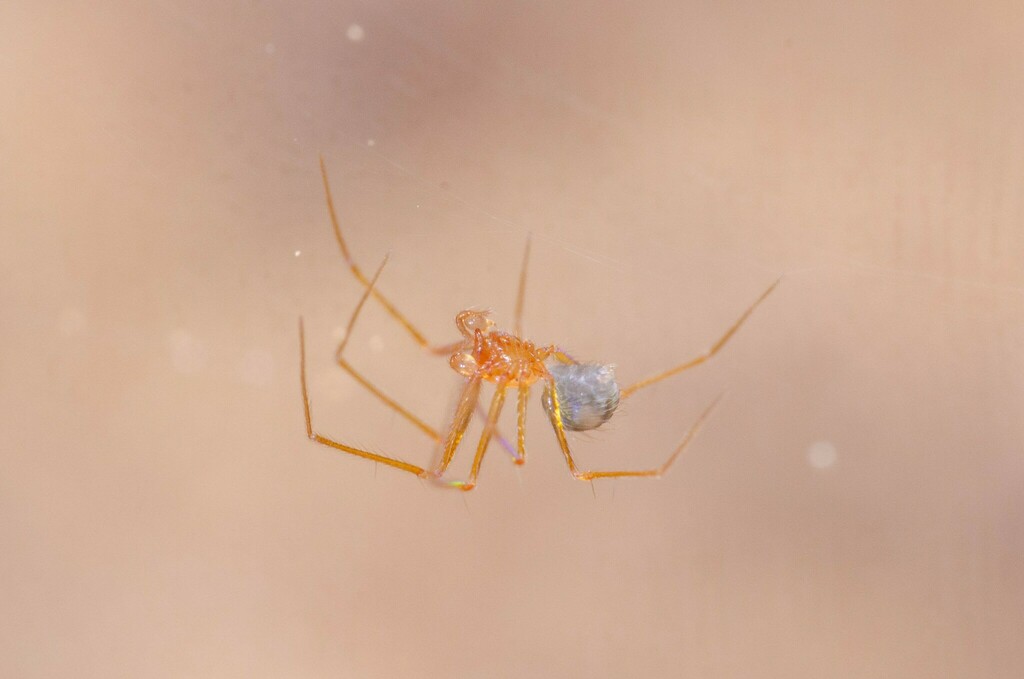 Telema tenella in December 2022 by marcdomenech. In a cave · iNaturalist