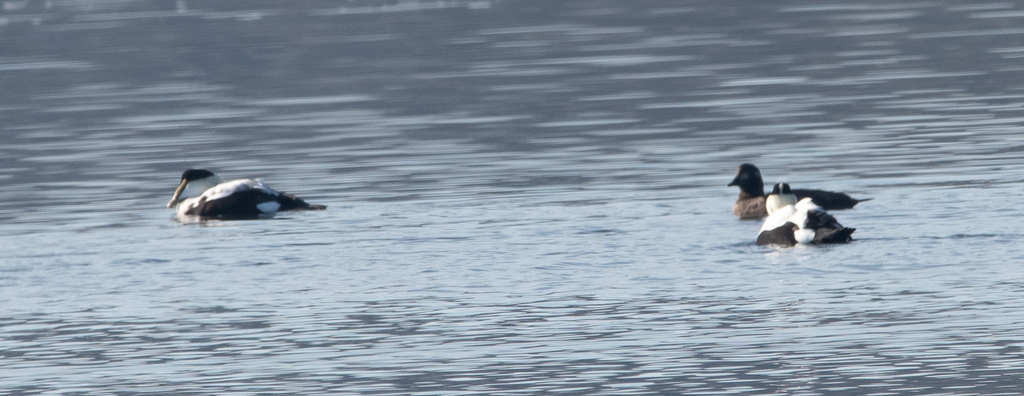 Common Eider from Ipswich, MA, USA on December 29, 2022 at 10:50 AM by ...