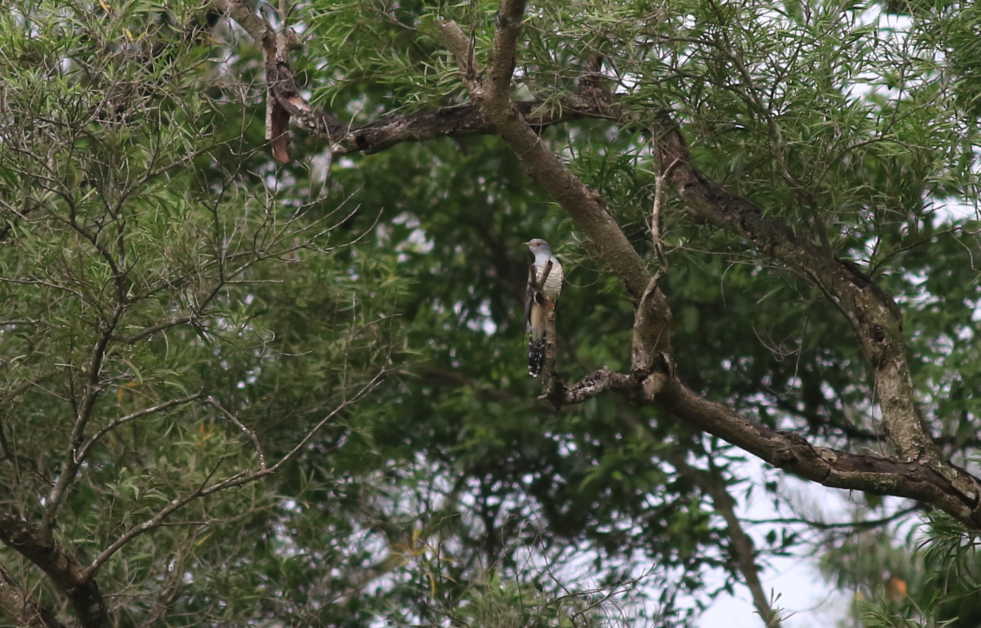 Cuculus poliocephalus Latham, 1790
