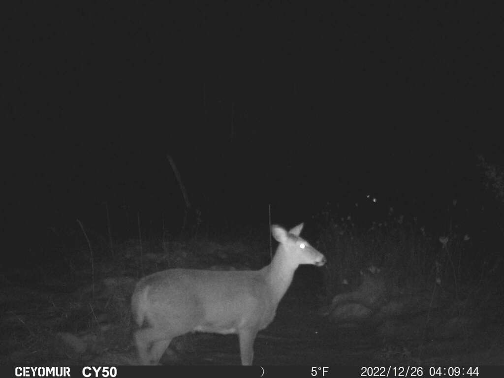 White-tailed Deer from Winnebago County, IL, USA on December 26, 2022 ...