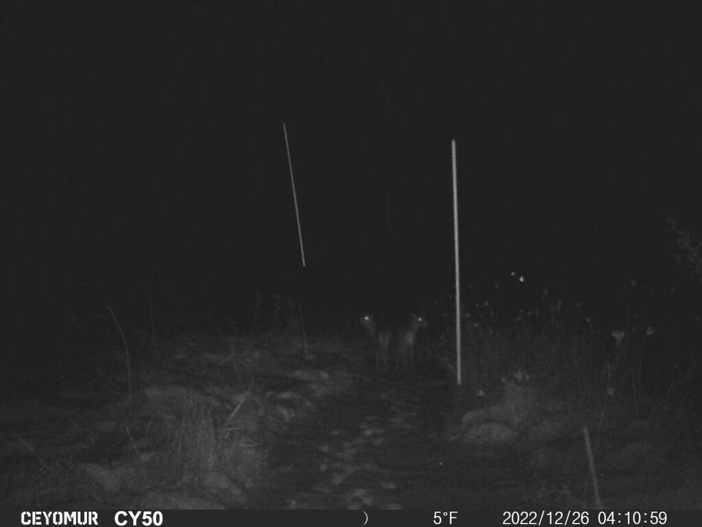 White-tailed Deer in December 2022 by wmct276. Location is partially ...