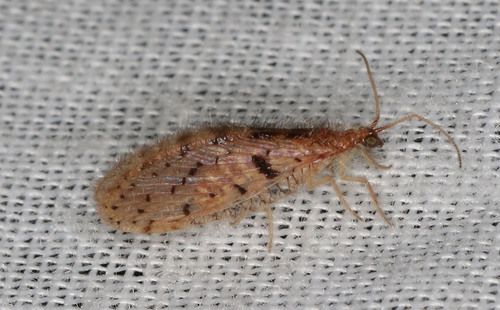 Subfamily Protobiellinae · iNaturalist