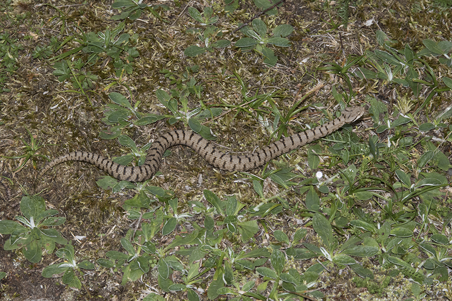 Asp Viper in September 2018 by Roberto Brembilla · iNaturalist