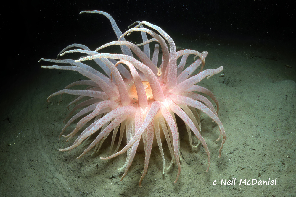 Cribrinopsis fernaldi Siebert & Spaulding, 1976