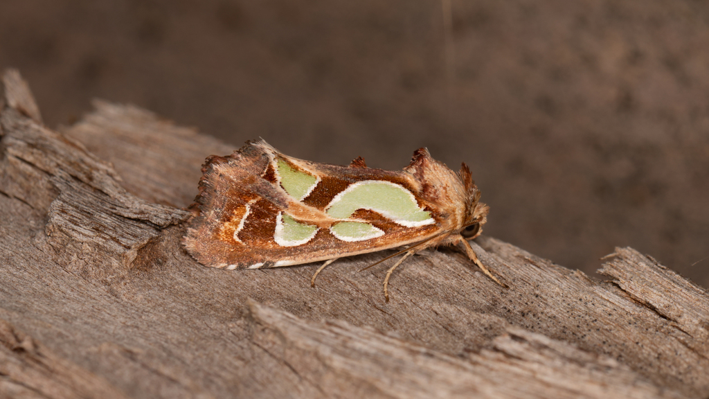 Green-blotched Moth from Hillvue on December 28, 2022 at 09:04 PM by ...
