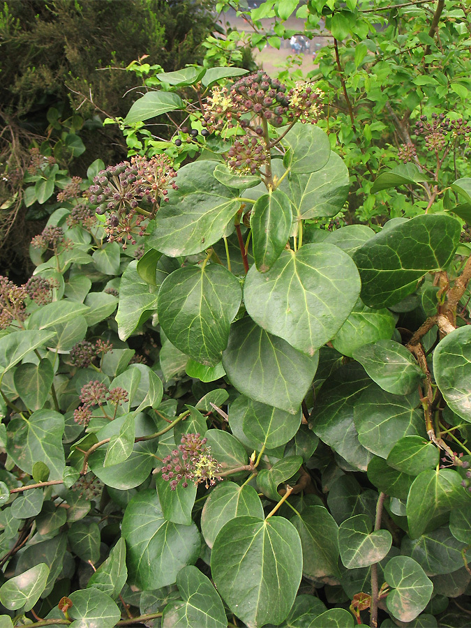 Canary Islands Ivy (Hedera canariensis) - Botanical Realm