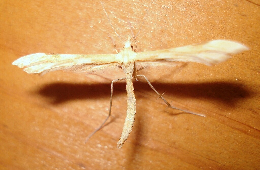Yarrow Plume Moth from Дзержинский р-н, Ярославль, Ярославская обл ...