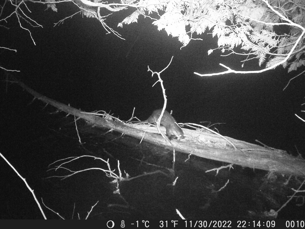 North American River Otter from Isabella County, MI, USA on November 30 ...
